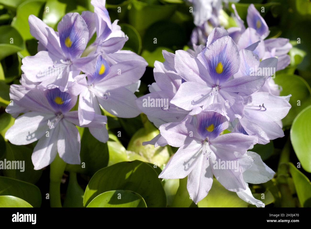 Water hyacinth, Eichhornia crassipes Stock Photo - Alamy