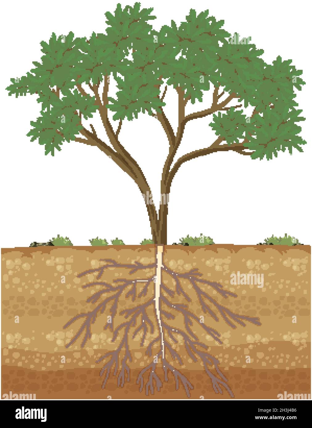 Growm growing hi-res stock photography and images - Alamy