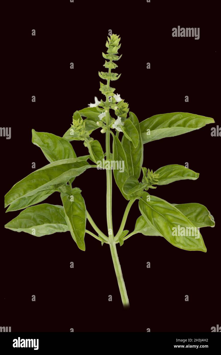 Koenig plant plants hi-res stock photography and images - Alamy