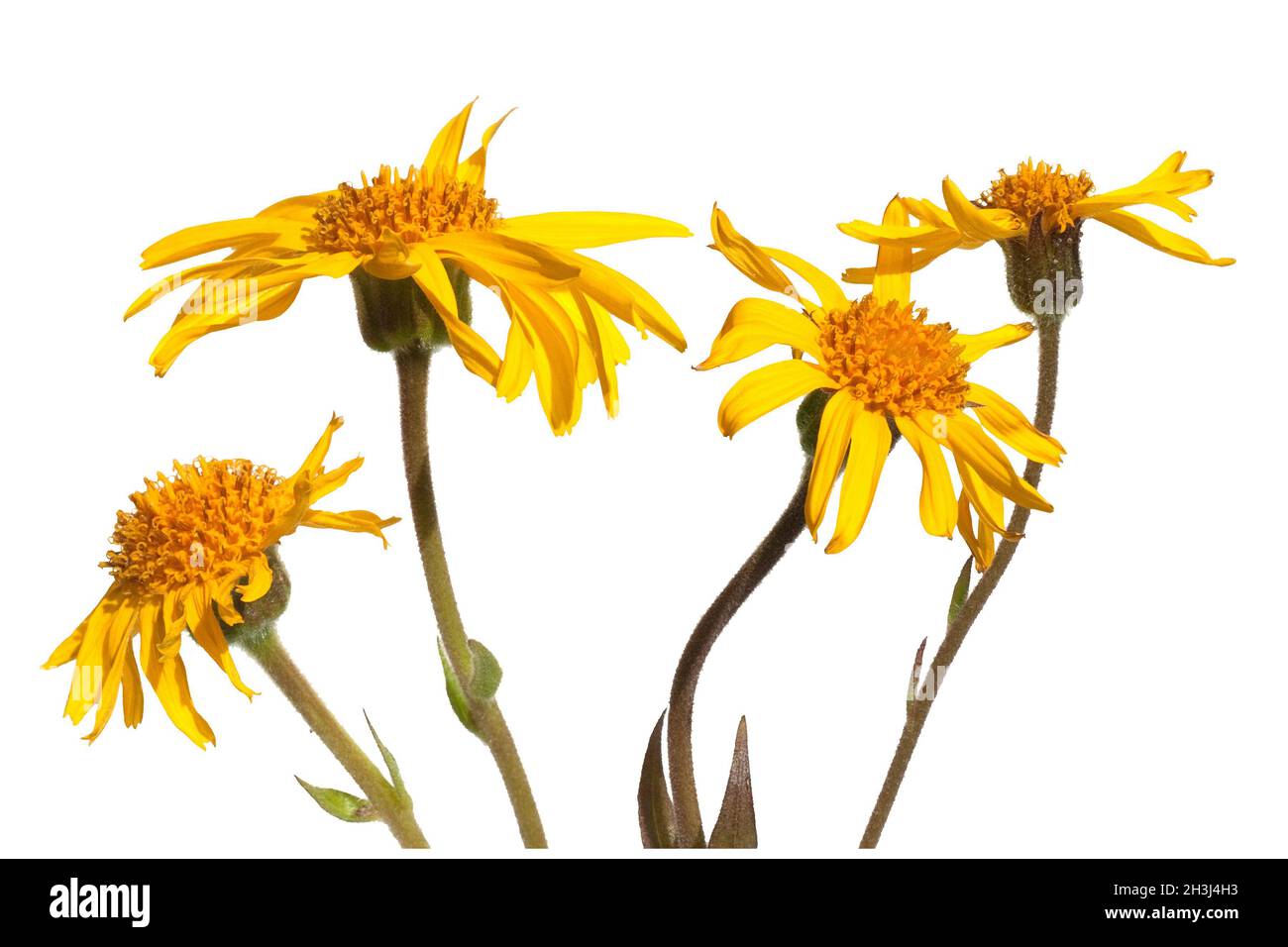 Montana plant life hi-res stock photography and images - Alamy