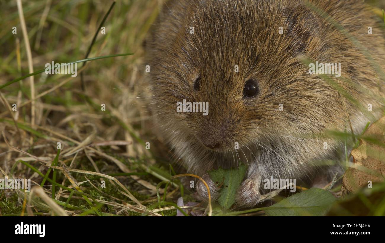 Field vole hi-res stock photography and images - Alamy