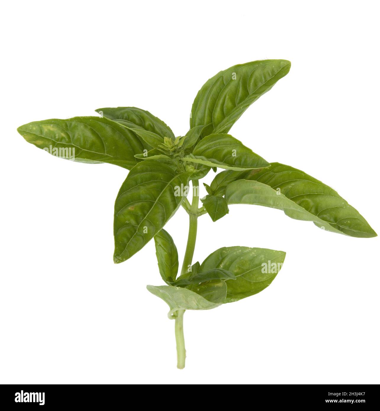 Basil; Ocimum; basilicum; medicinal plant Stock Photo - Alamy