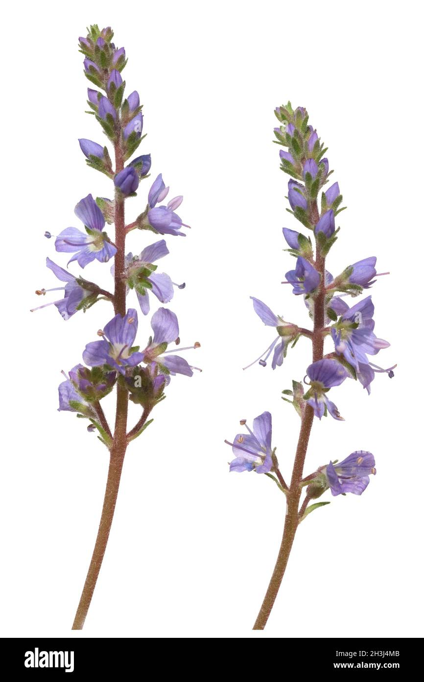 Veronica Plants Cut Out Stock Images & Pictures - Alamy