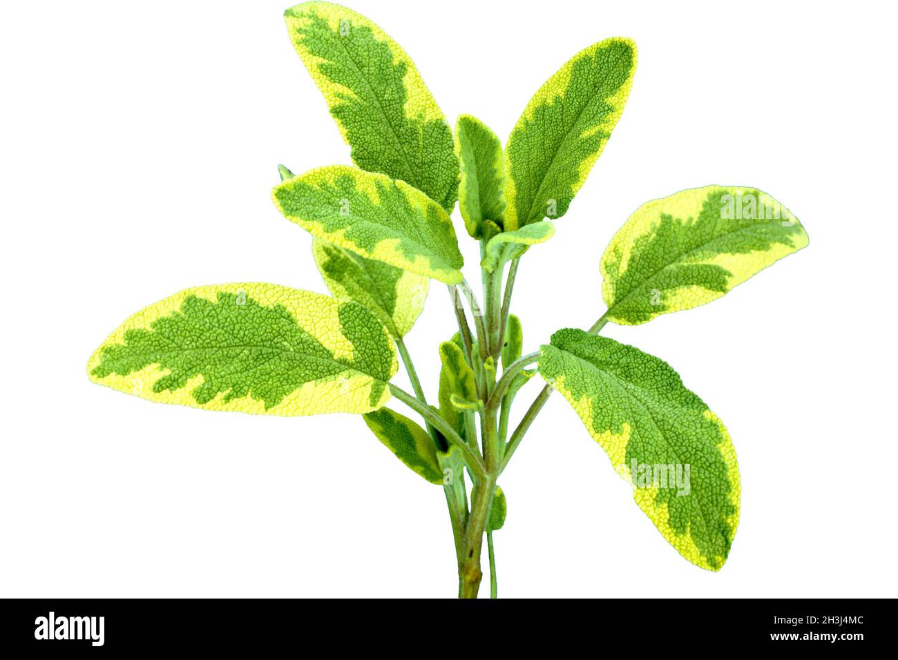 Salbei Tea High Resolution Stock Photography and Images - Alamy