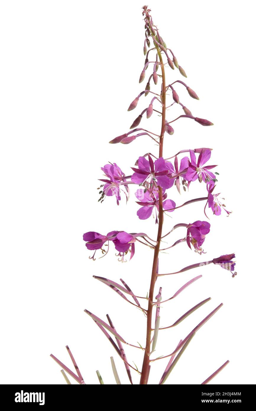 Willow herb garden Cut Out Stock Images & Pictures - Alamy