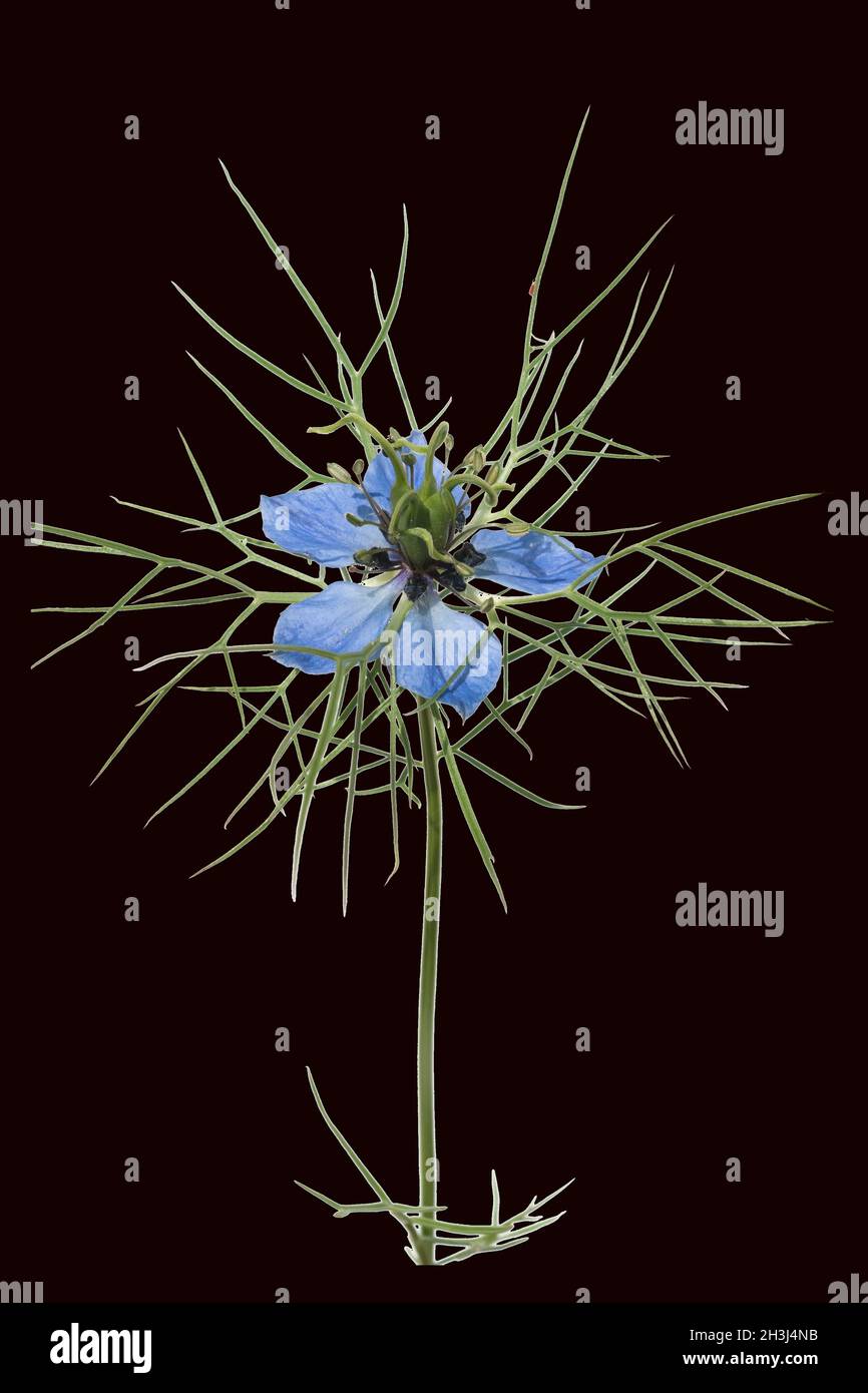 Black seed; True; Nigella; sativa Stock Photo - Alamy