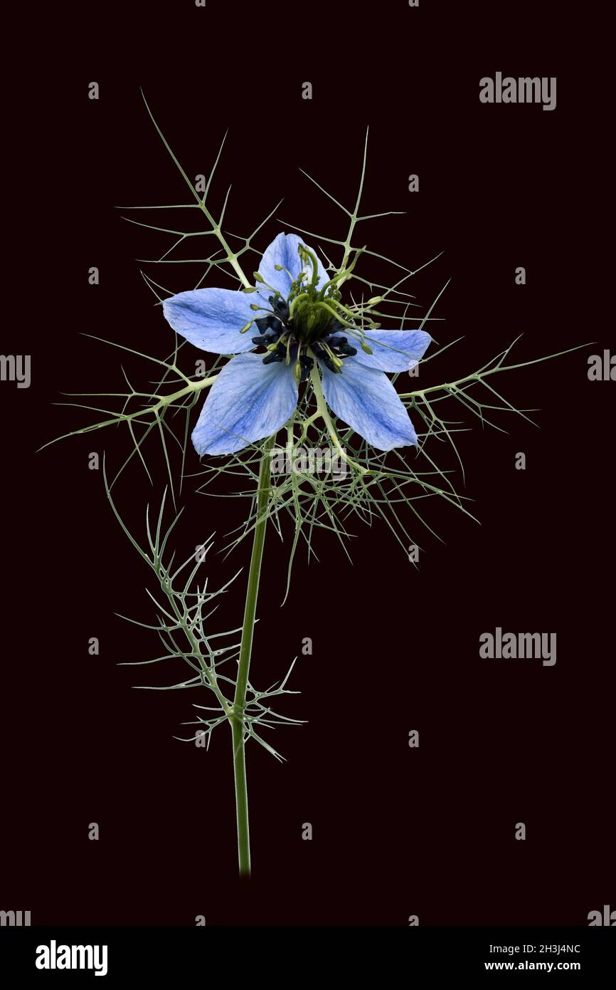 Black seed; True; Nigella; sativa Stock Photo - Alamy