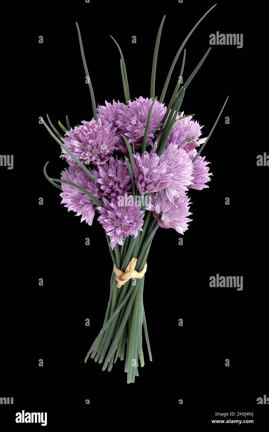 Chives, chive stalks, chive plant, Allium; schoenoprasum Stock Photo ...