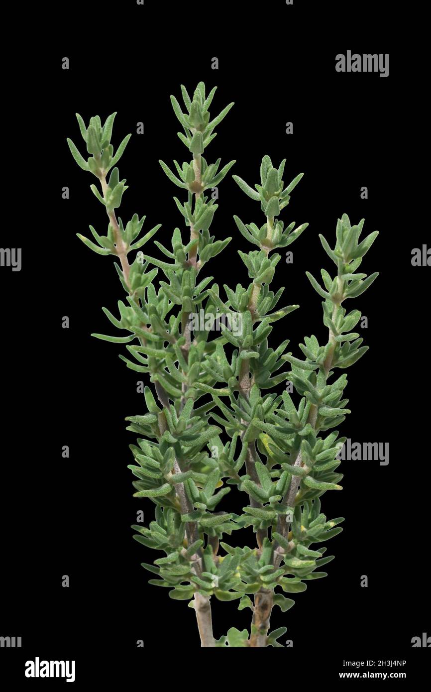 Zitronenthymian; Thymus; citriodorus Stock Photo - Alamy