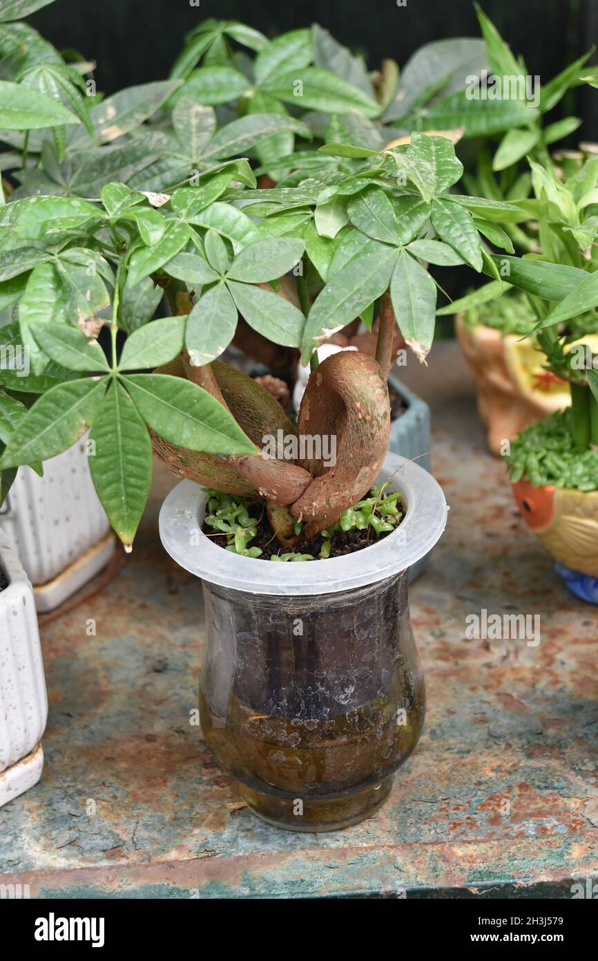 Selective of a green pachira plant in a pot Stock Photo - Alamy