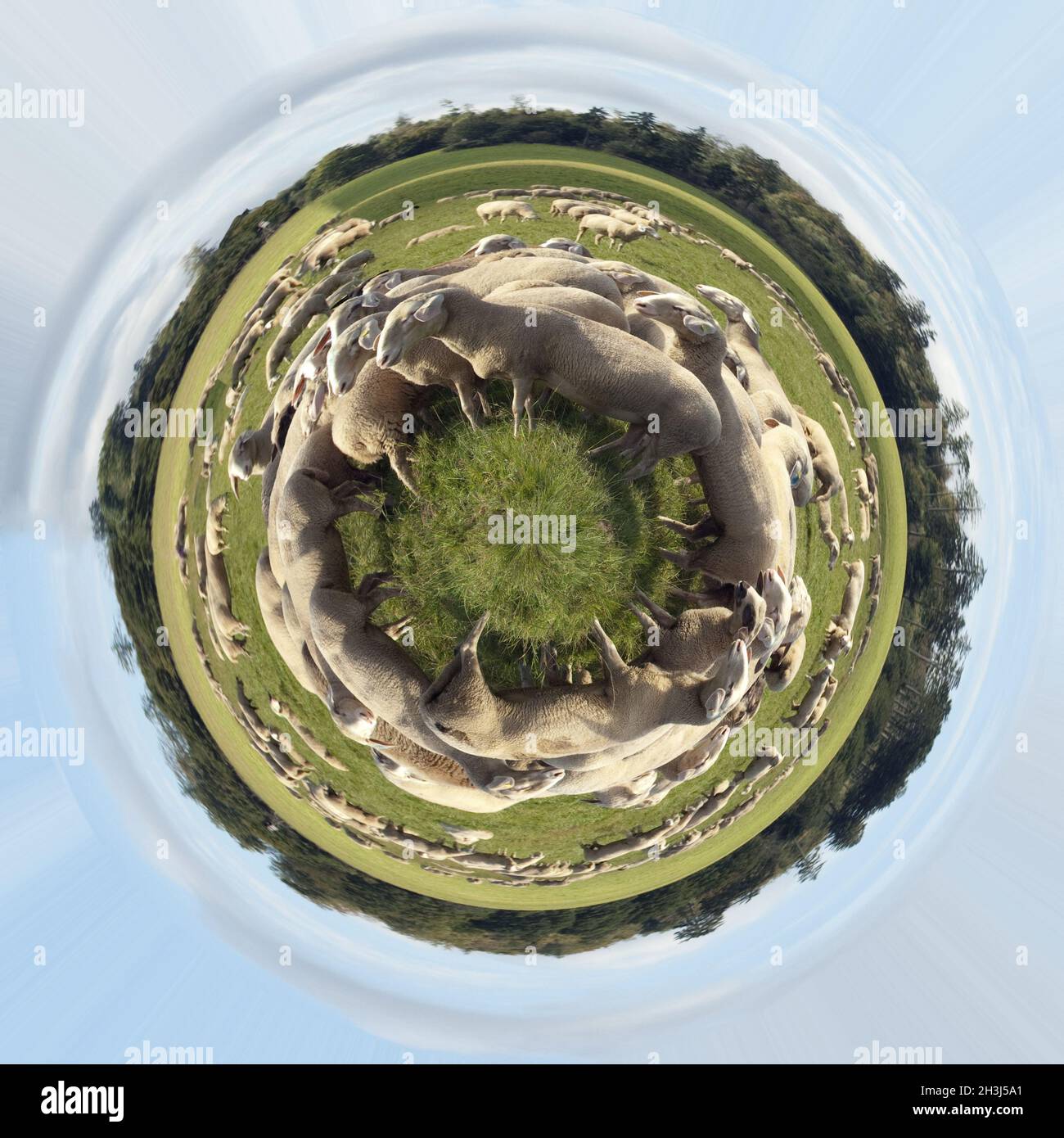 Sheep, Flock of sheep, Photo effect, Distortion filter Stock Photo - Alamy