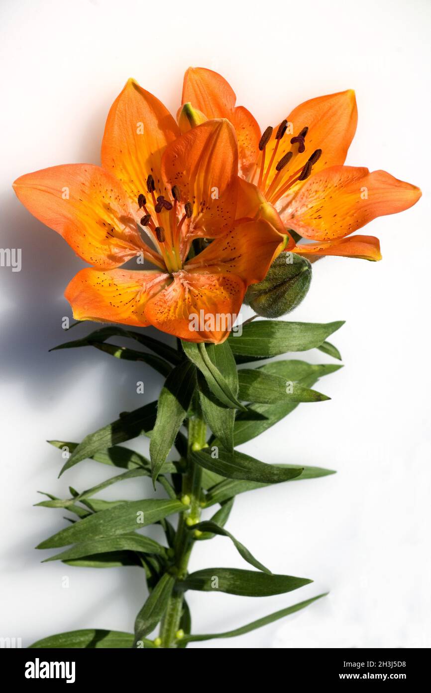 Fire lily; fire lily; Lilium bulbiferum Stock Photo - Alamy