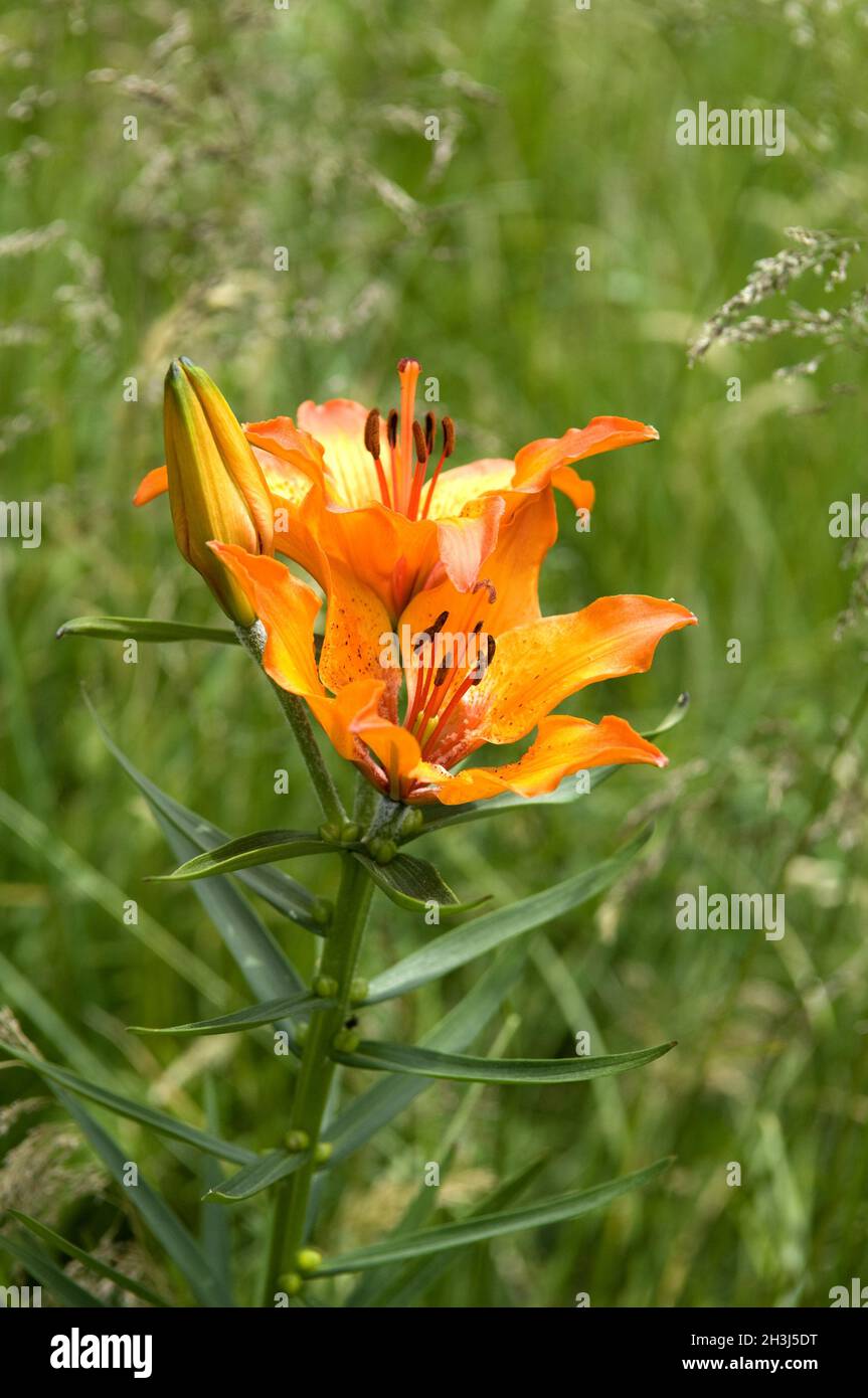 Fire lily; fire lily; Lilium bulbiferum Stock Photo - Alamy