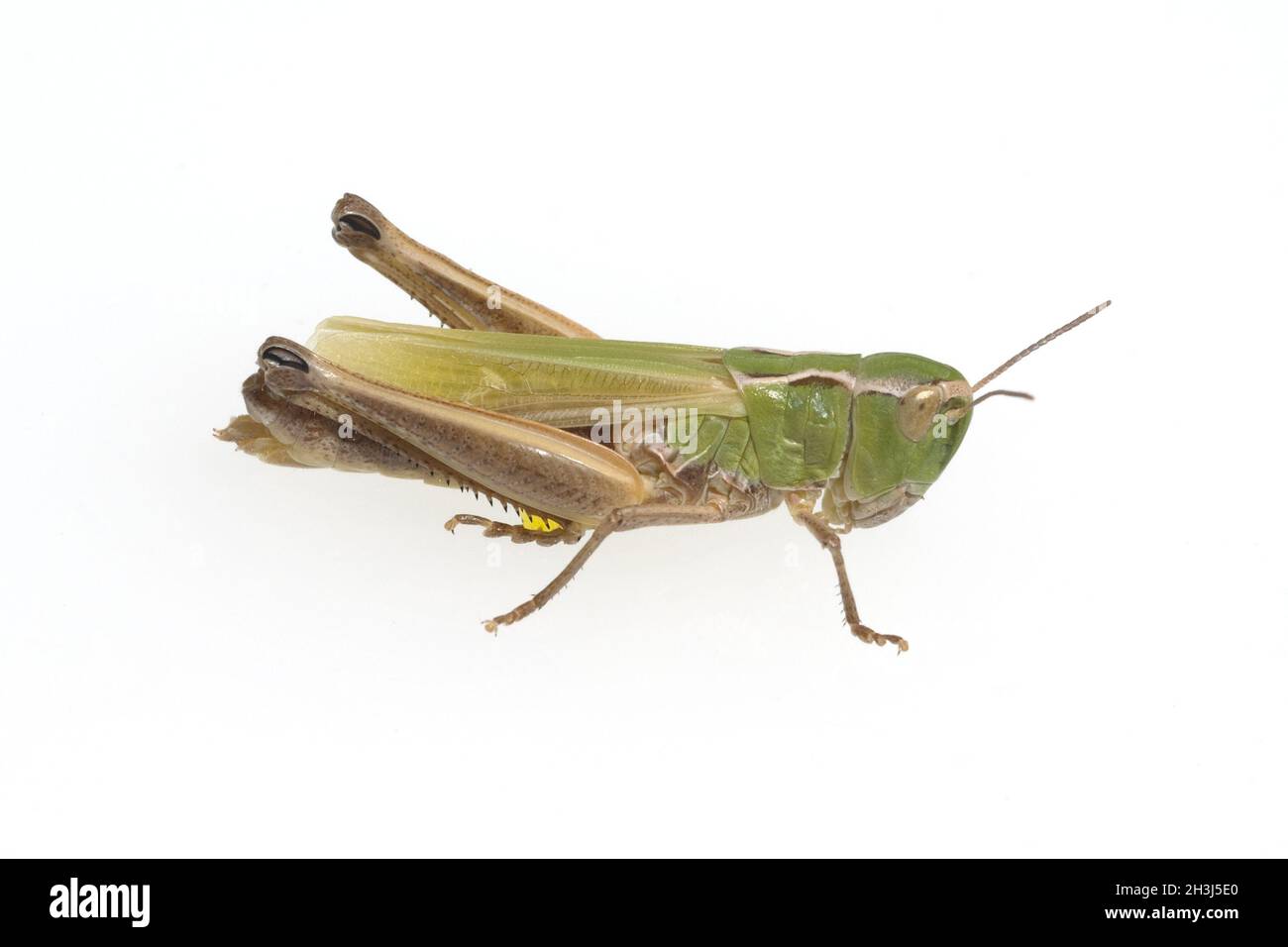 Grasshoppers and locusts Cut Out Stock Images & Pictures - Alamy