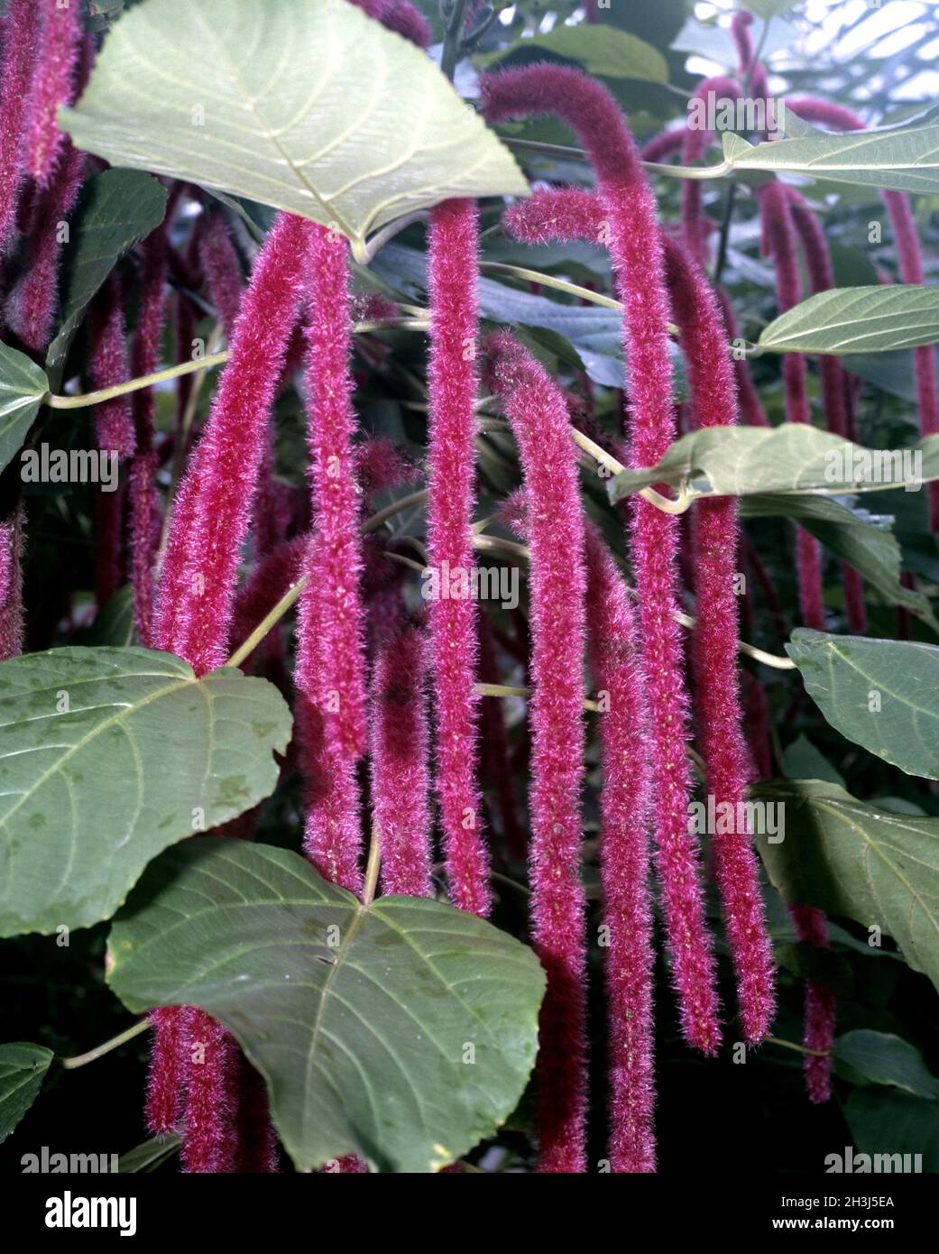 Foxtail, Amaranthus Caudatus Stock Photo - Alamy