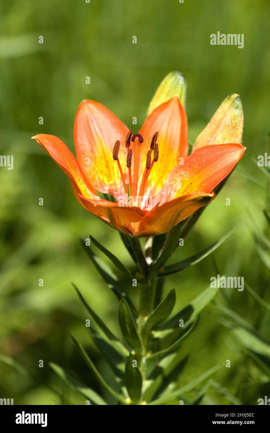 Fire lily; fire lily; Lilium bulbiferum Stock Photo - Alamy