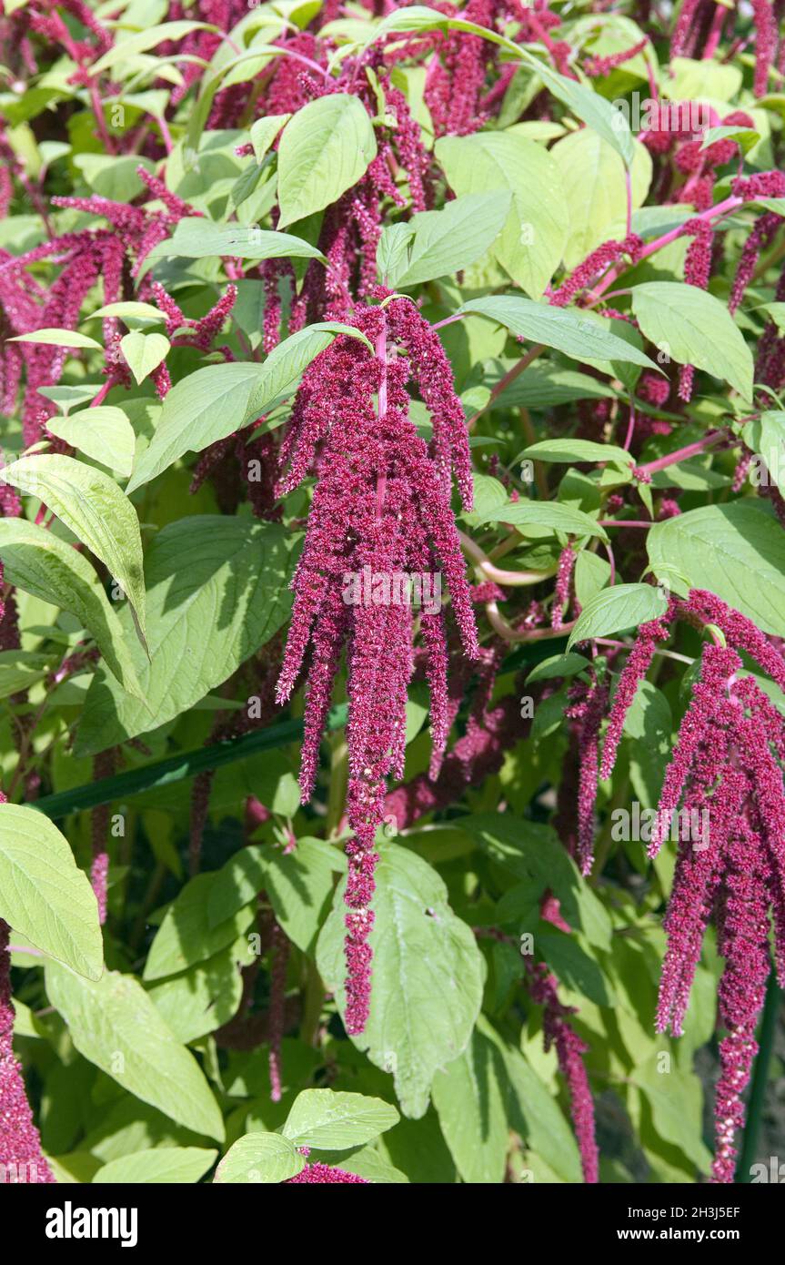 Foxtail, Amaranthus Caudatus Stock Photo - Alamy