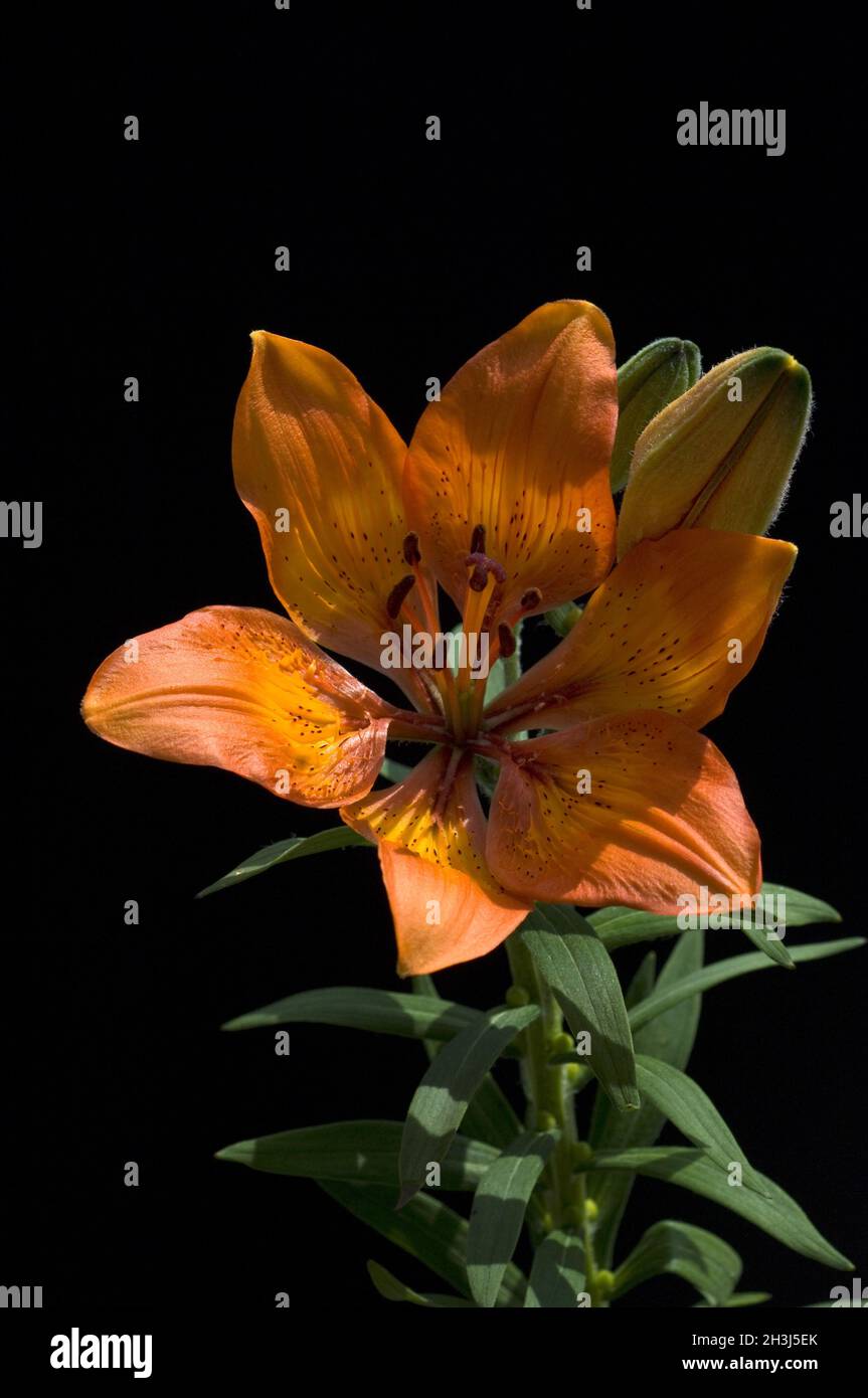 Fire lily; fire lily; Lilium bulbiferum Stock Photo - Alamy