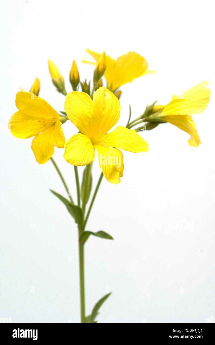 Ornamental yellow flower hi-res stock photography and images - Alamy