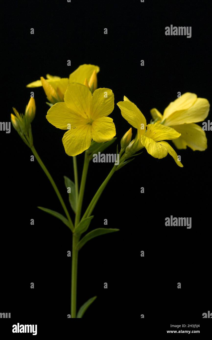 Yellow flax, Linum flavum Stock Photo - Alamy