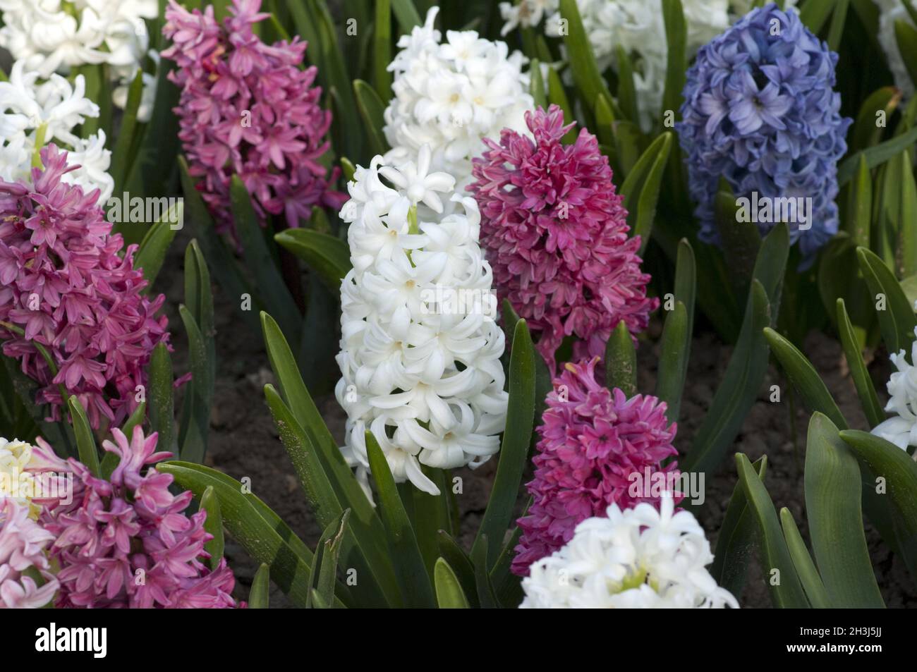 Hyacinth, Hyacinthus orientalis Stock Photo - Alamy