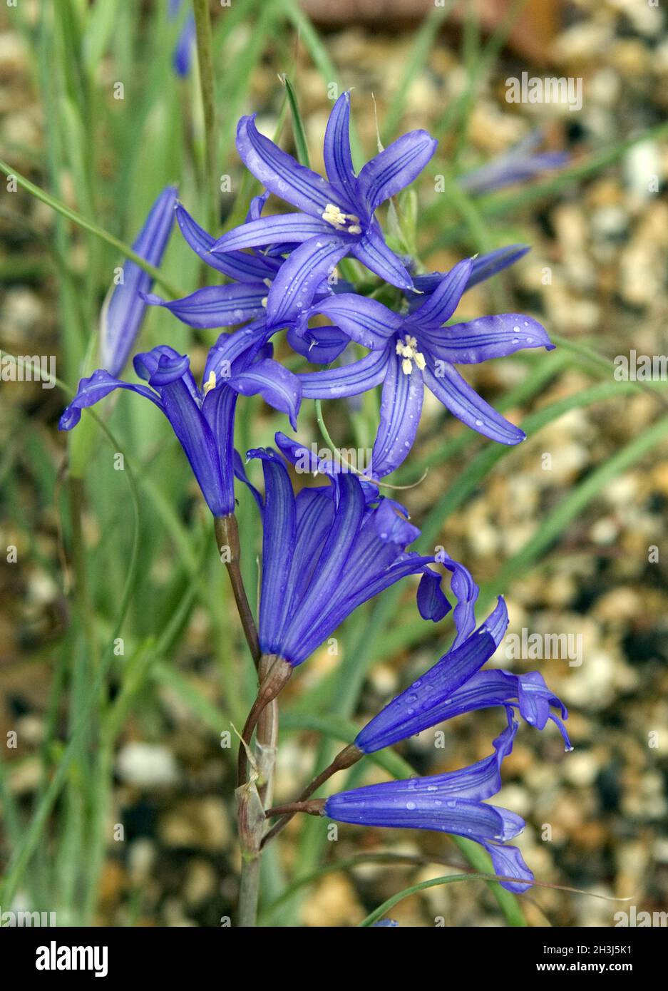 Berglilien; Ixiolirion tataricum Stock Photo - Alamy