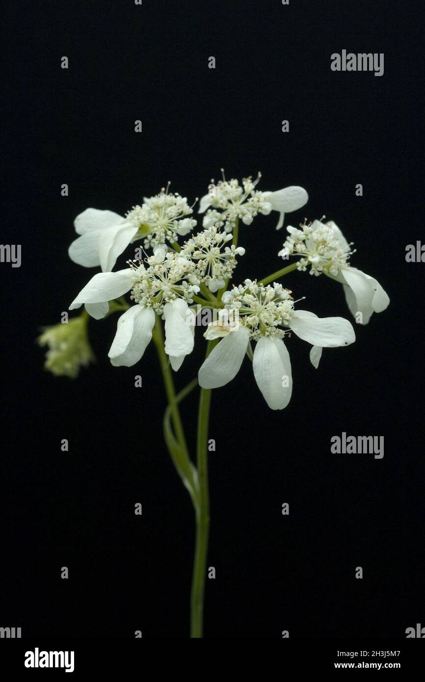 Orlaya grandiflora seed hi-res stock photography and images - Alamy