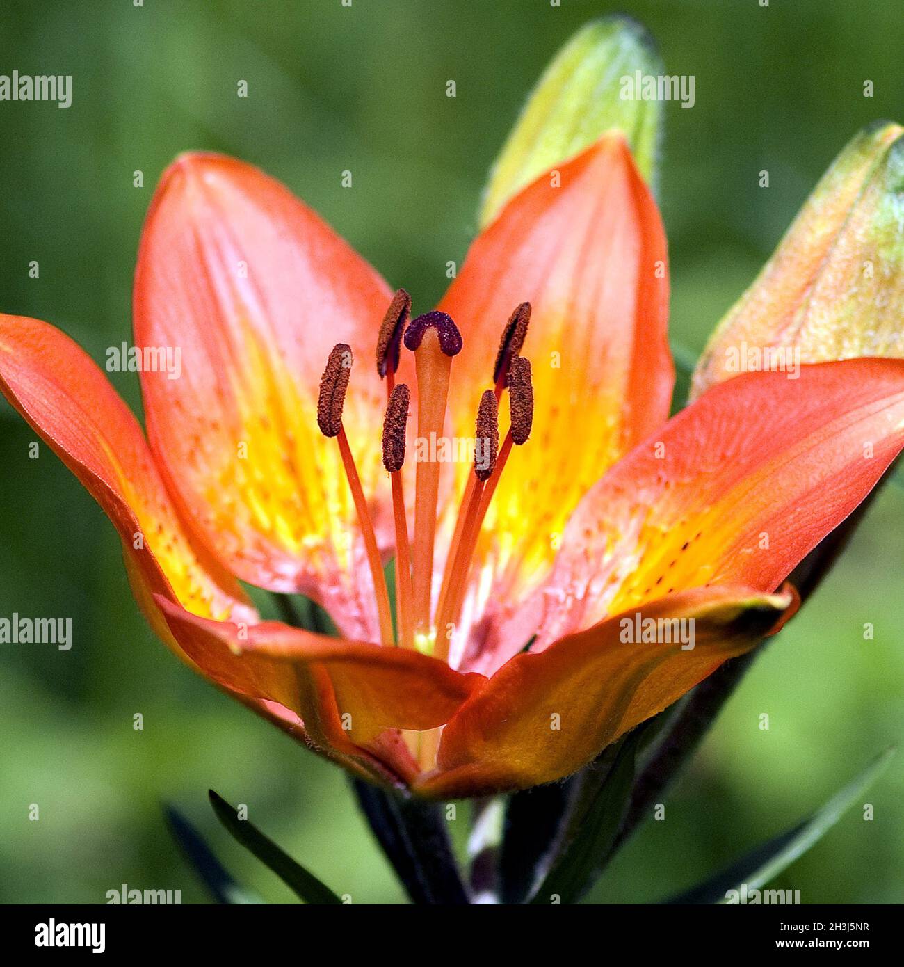 Fire lily; fire lily; Lilium bulbiferum Stock Photo - Alamy