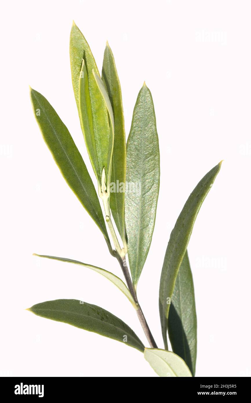 Olive tree leaves, Olea Europaea Stock Photo - Alamy