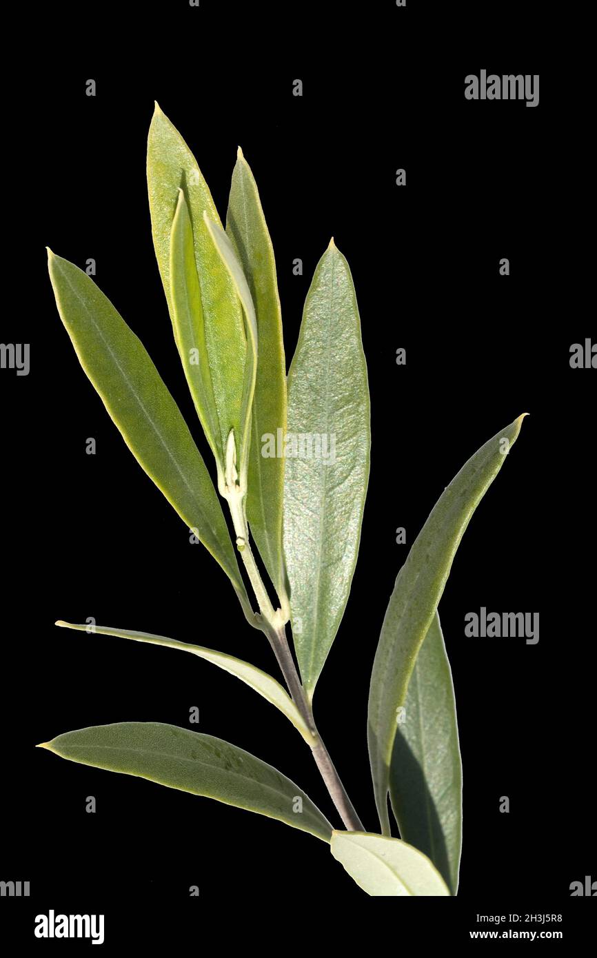 Olive tree olea europaea leaves hi-res stock photography and images - Alamy