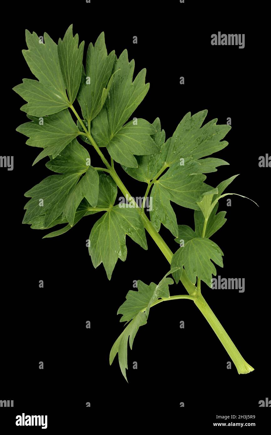 Liebstoeckel; Levisticum officinale; Maggikraut Stock Photo - Alamy