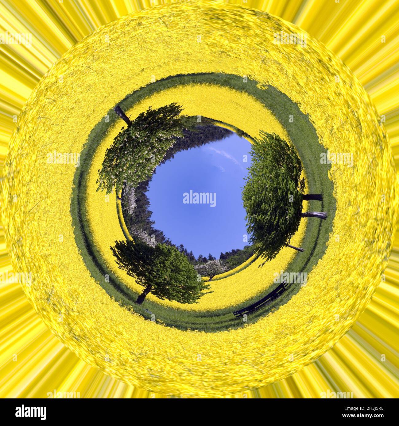 Rape field, landscape, spring impression, photo; effect; polar ...