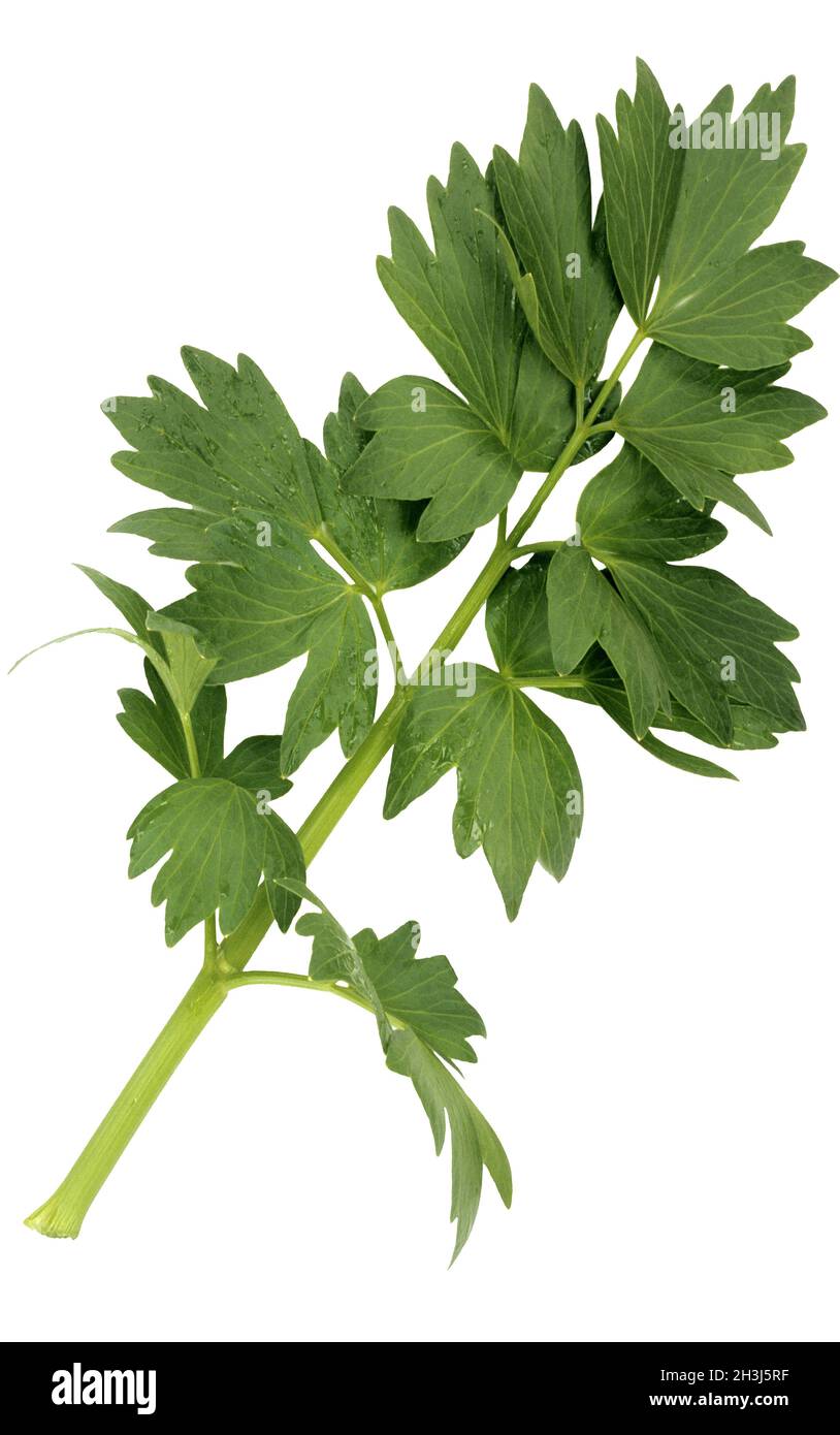 Maggikraut levisticum officinale hi-res stock photography and images ...