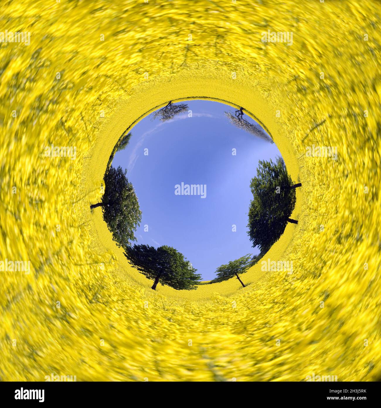 Rape field, landscape, spring impression, photo; effect; polar ...