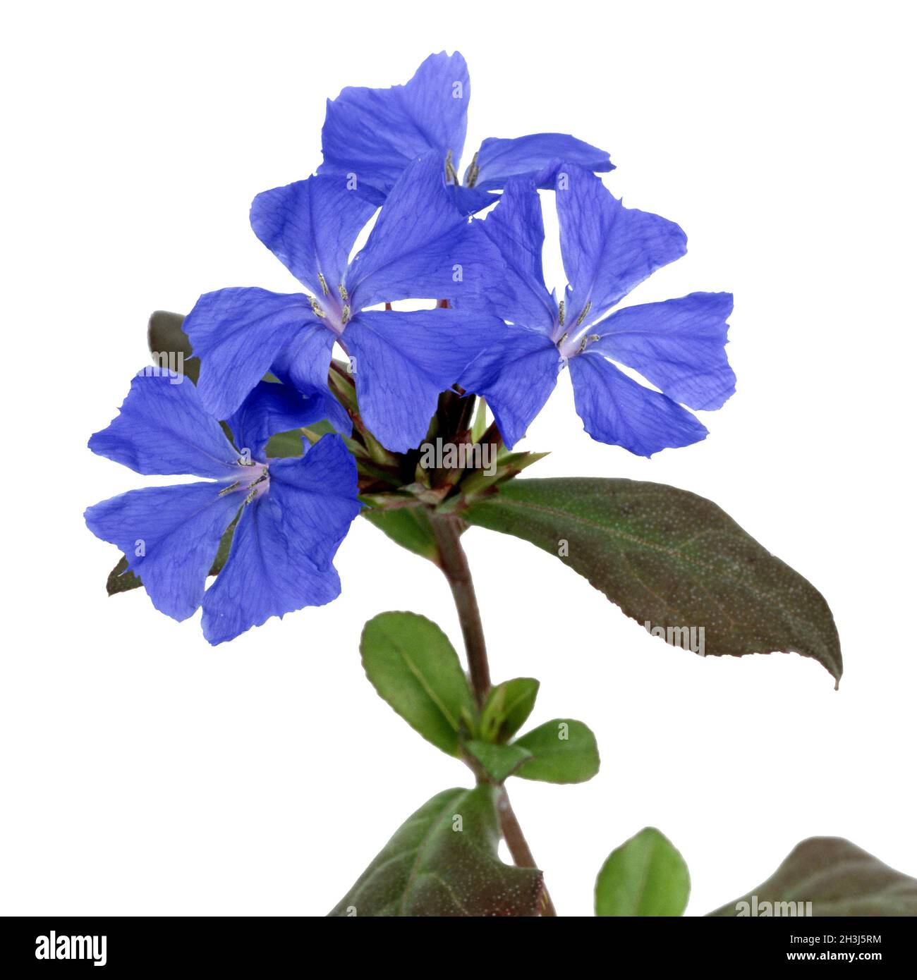 Planta De Cerato