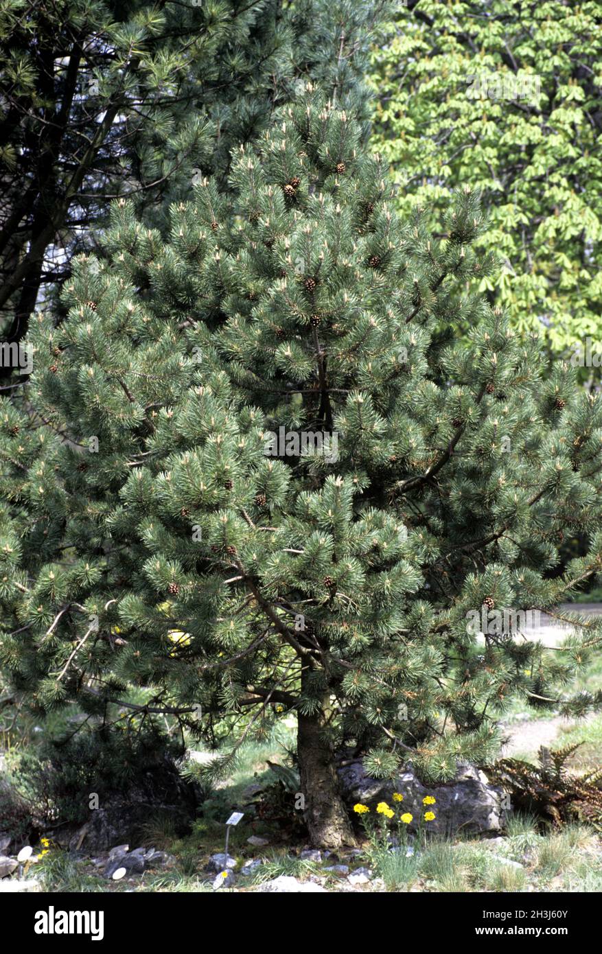 Hook pine, Pinus uncinata Stock Photo - Alamy