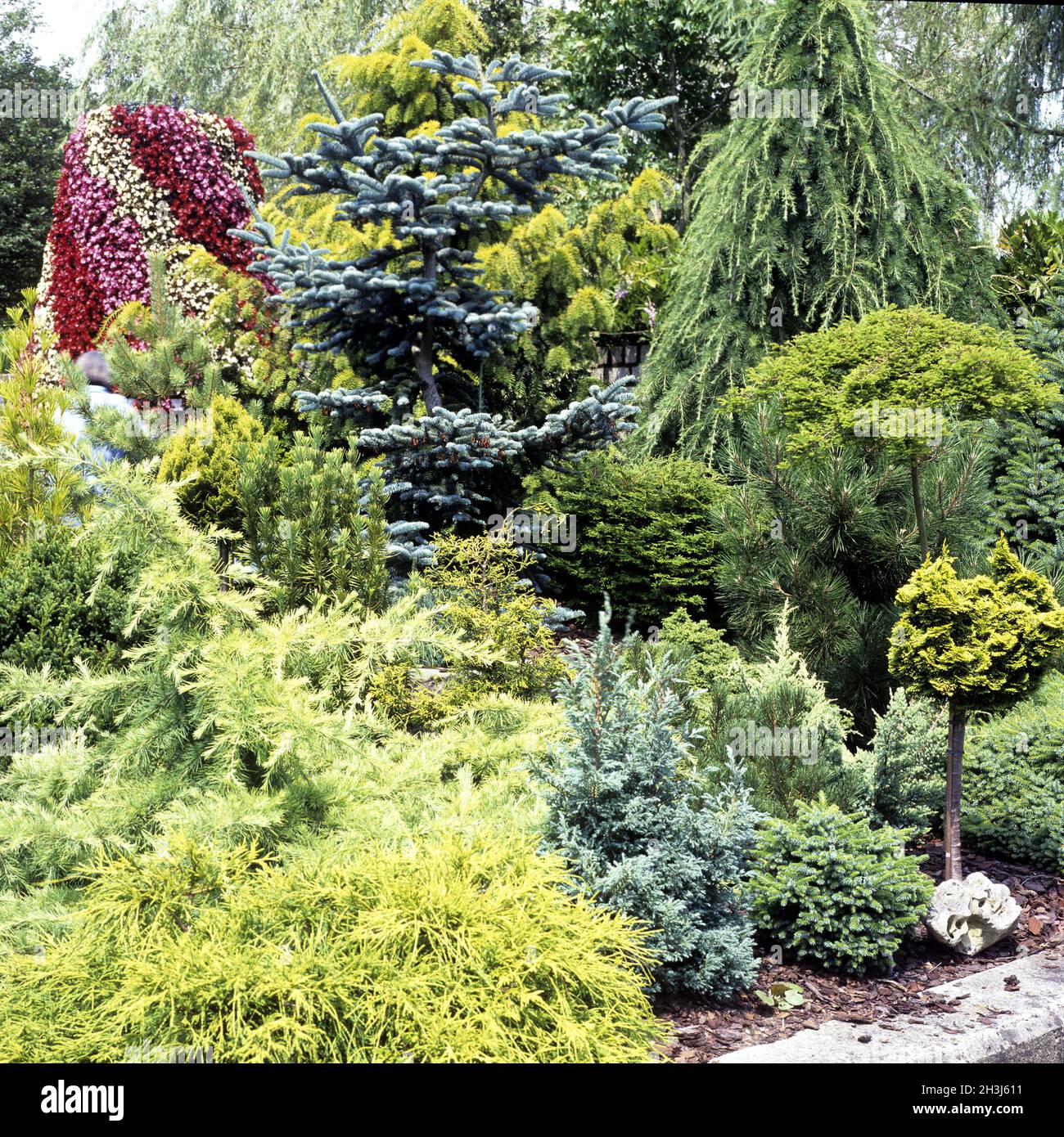 Ornamental and timber conifer hi-res stock photography and images - Alamy