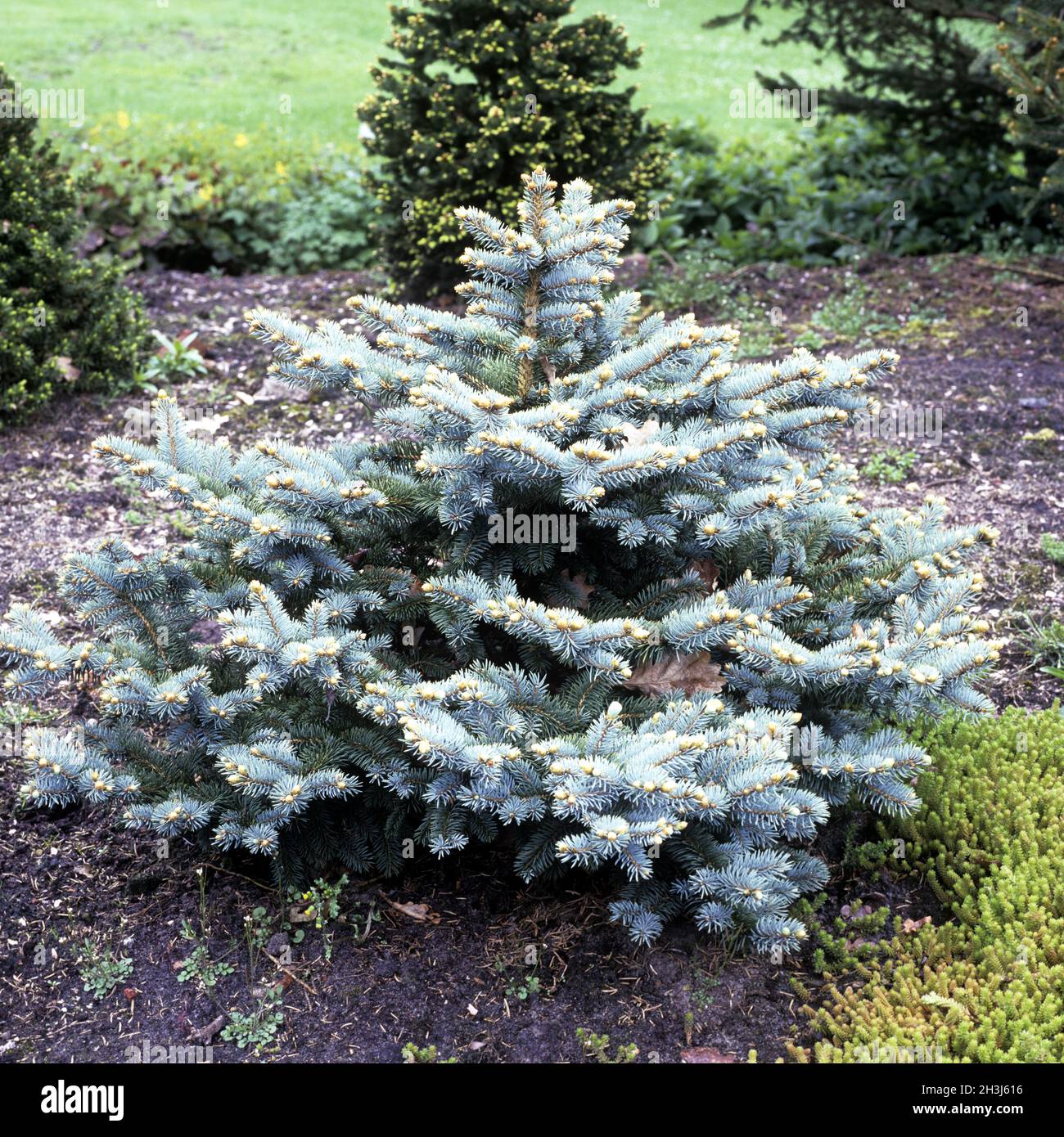 Blue spruce, spruce, Picea abies Stock Photo - Alamy