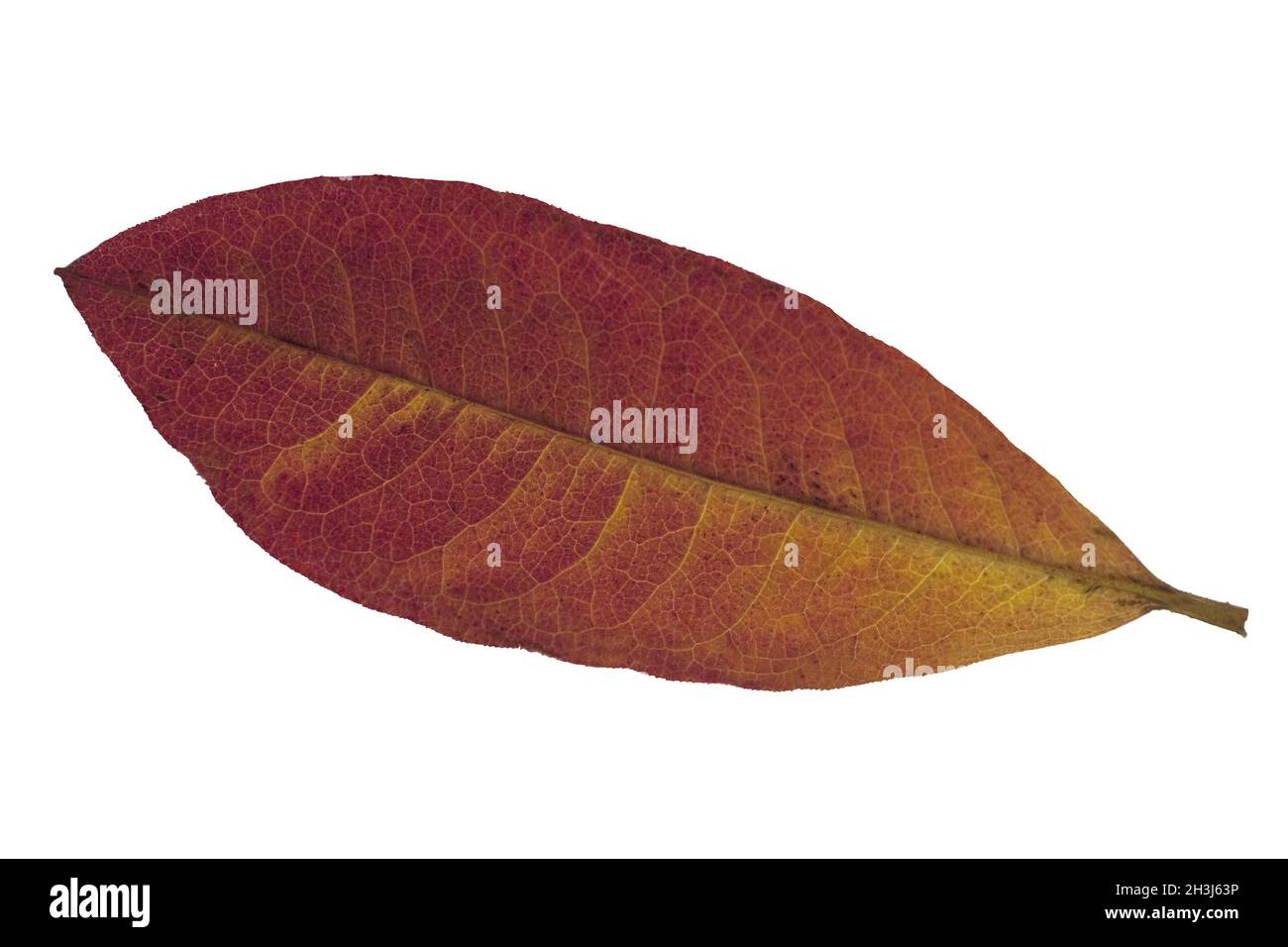 Azalea leaf hi-res stock photography and images - Alamy