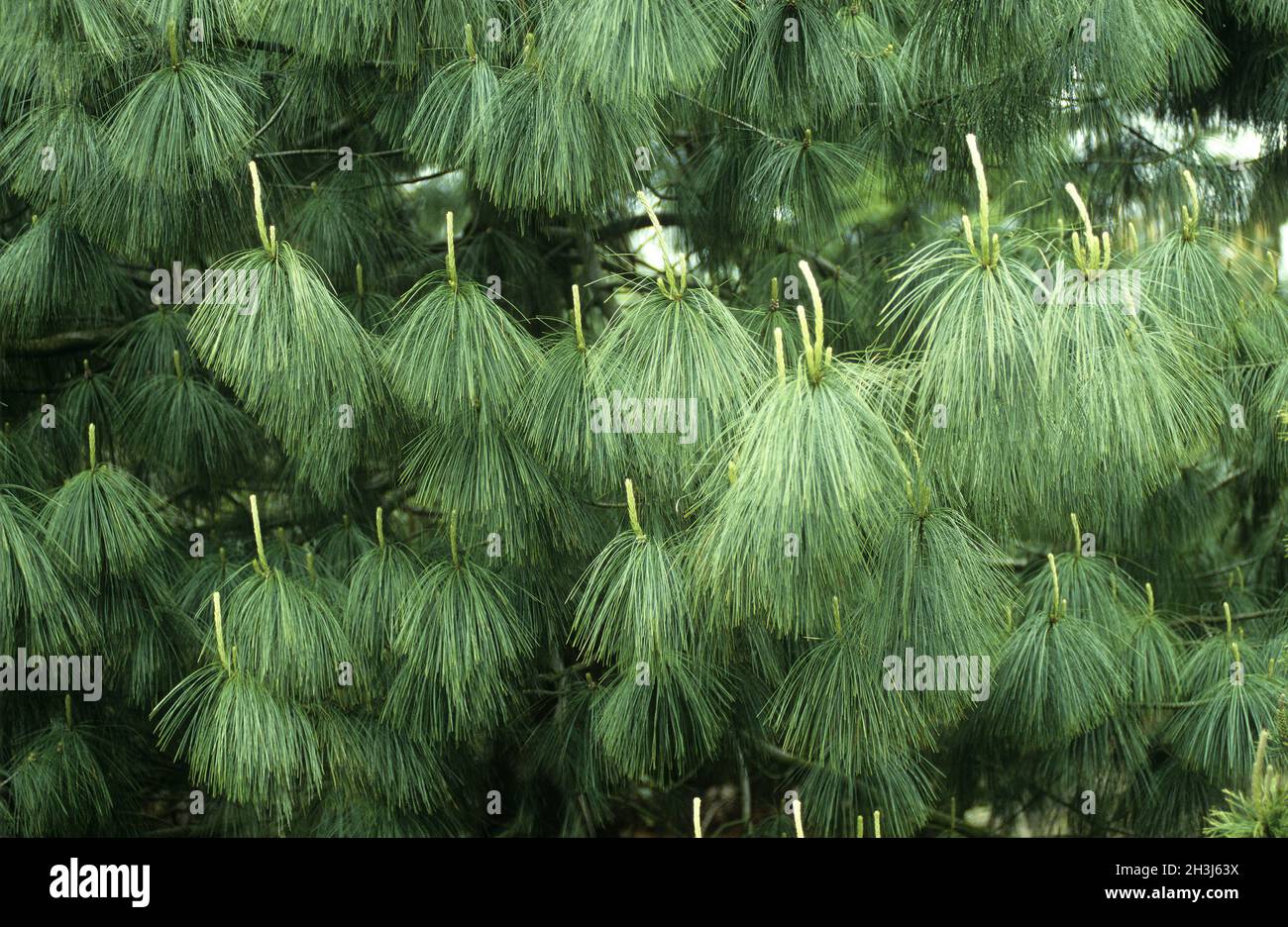 Weeping pine, Pine, Pinus wallichiana Stock Photo - Alamy