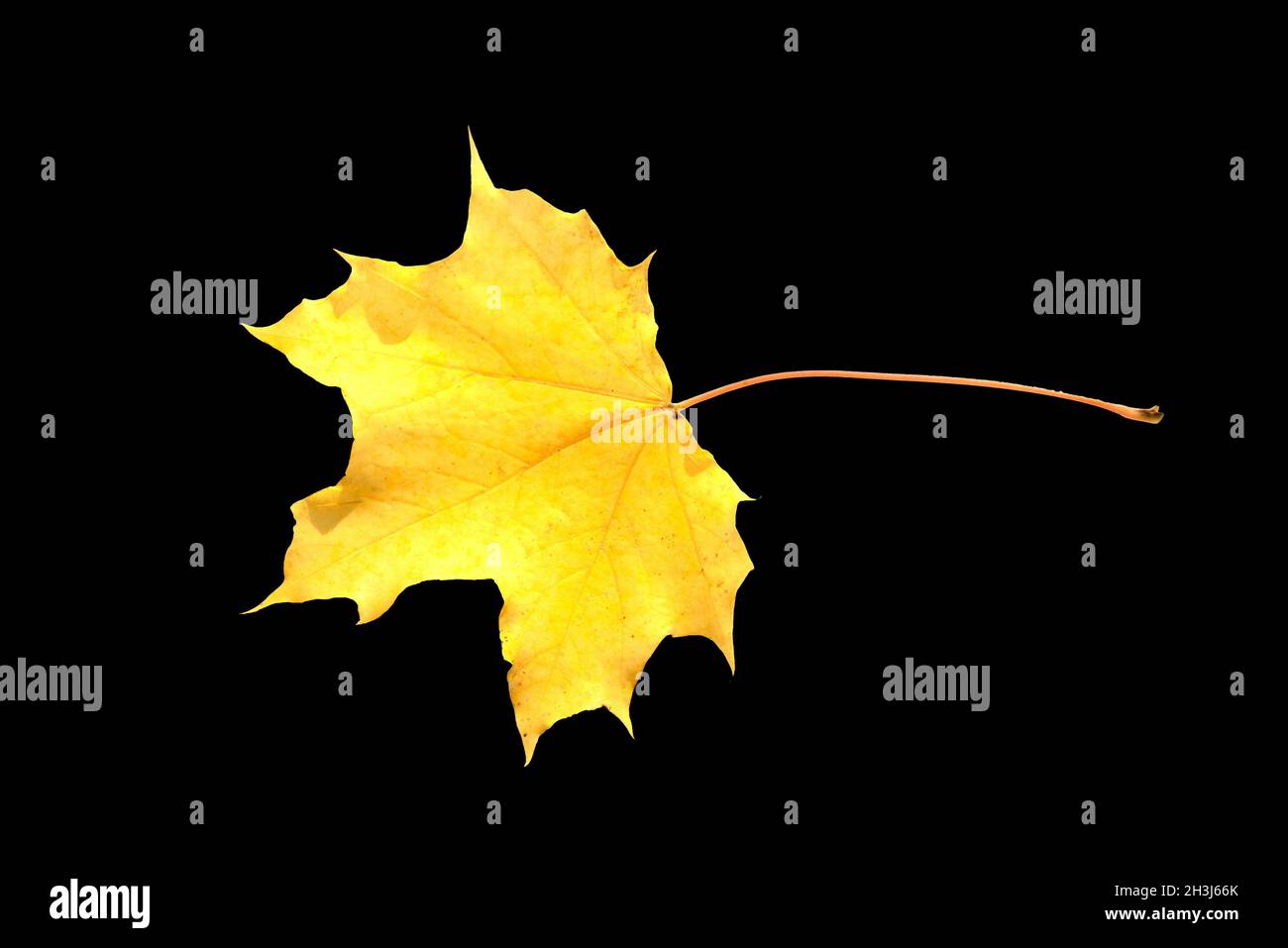 Field maple leaf hi-res stock photography and images - Alamy