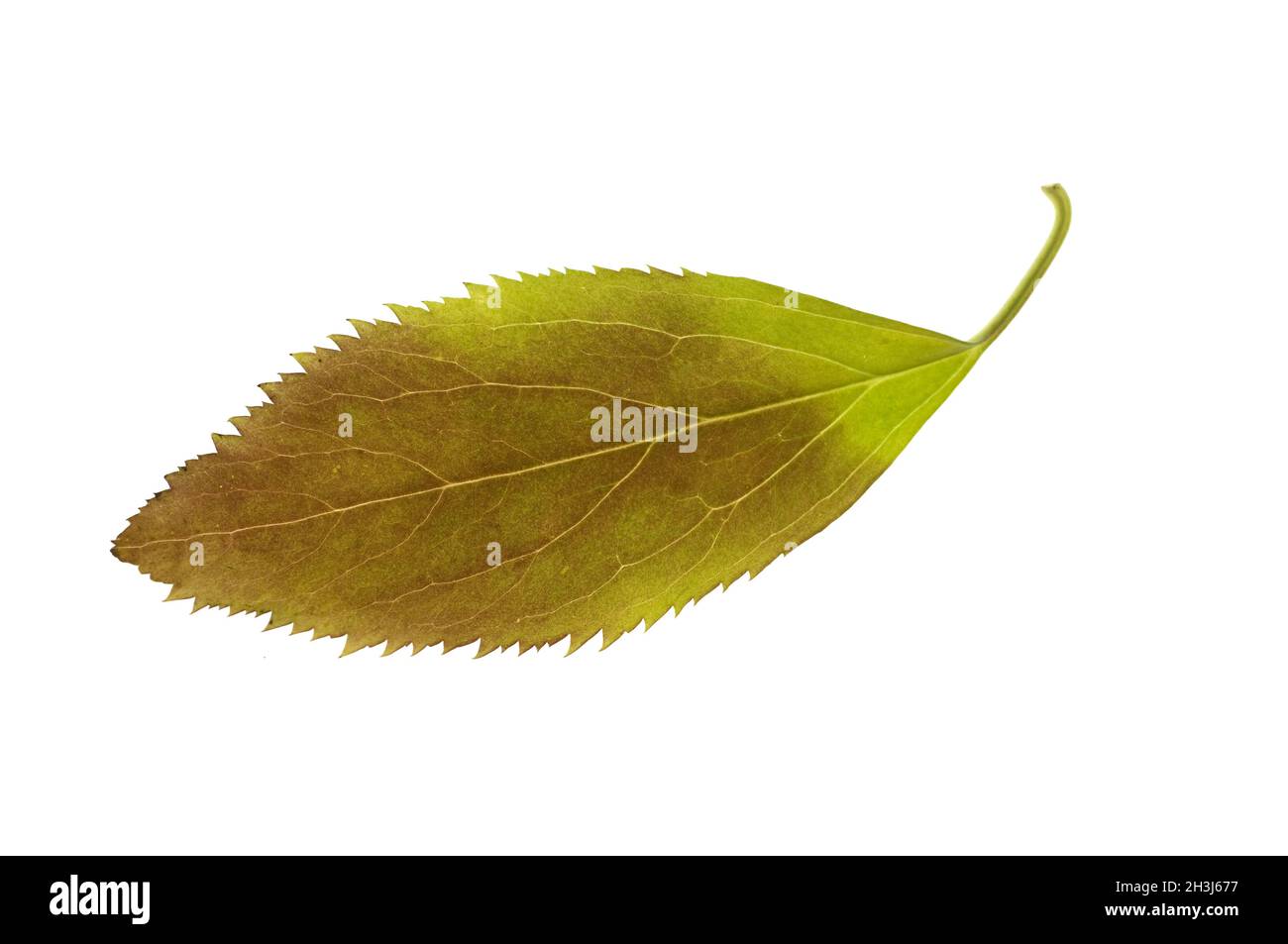 Forsythia, intermedia, fall foliage Stock Photo - Alamy