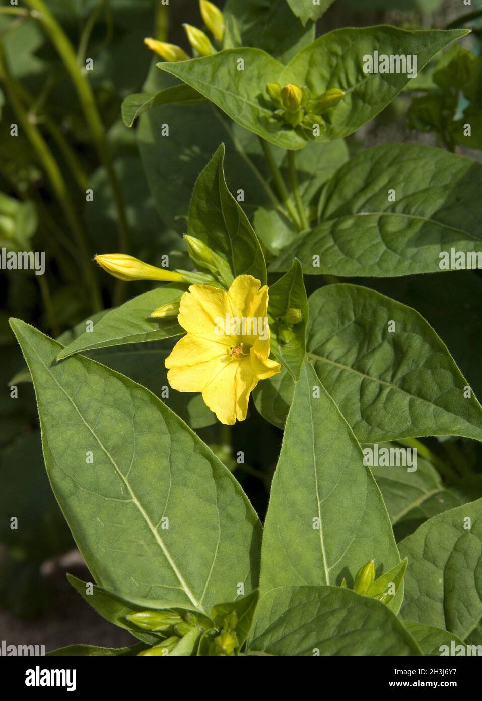 Miraculous flowers hi-res stock photography and images - Alamy
