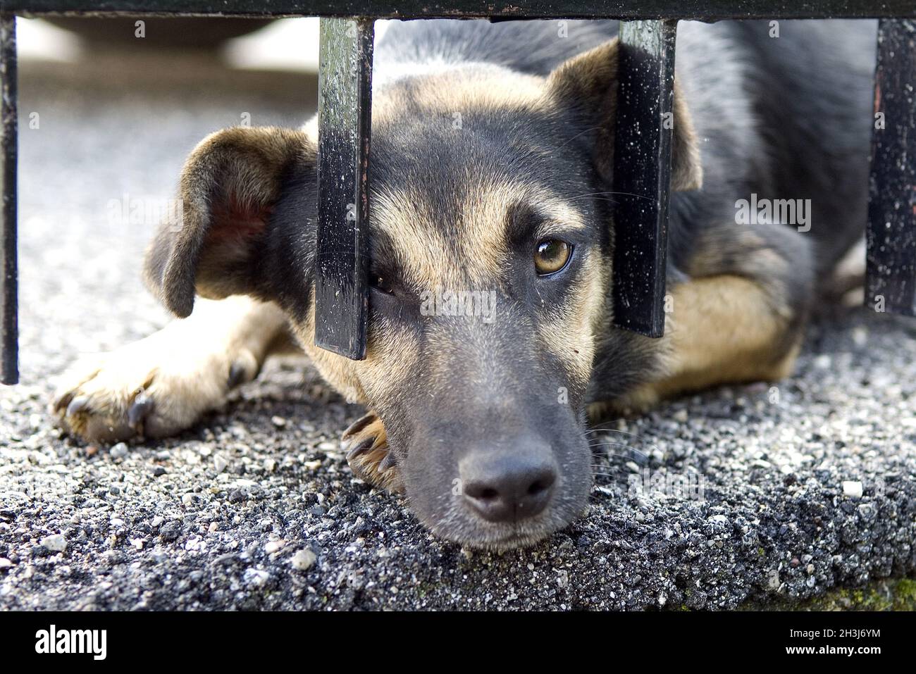 Street dog, begging Stock Photo - Alamy