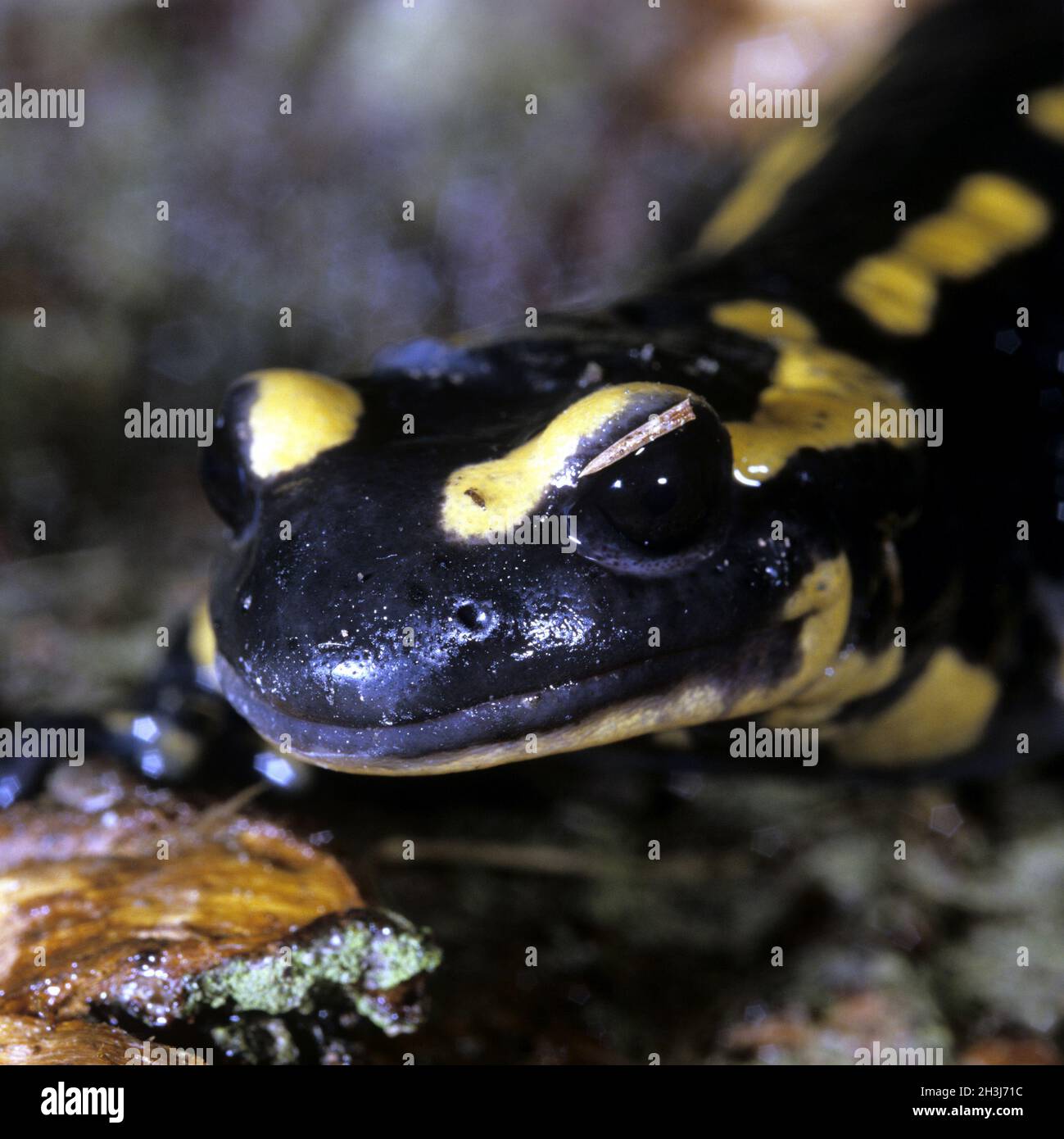 Newts and fire salamanders hi-res stock photography and images - Alamy