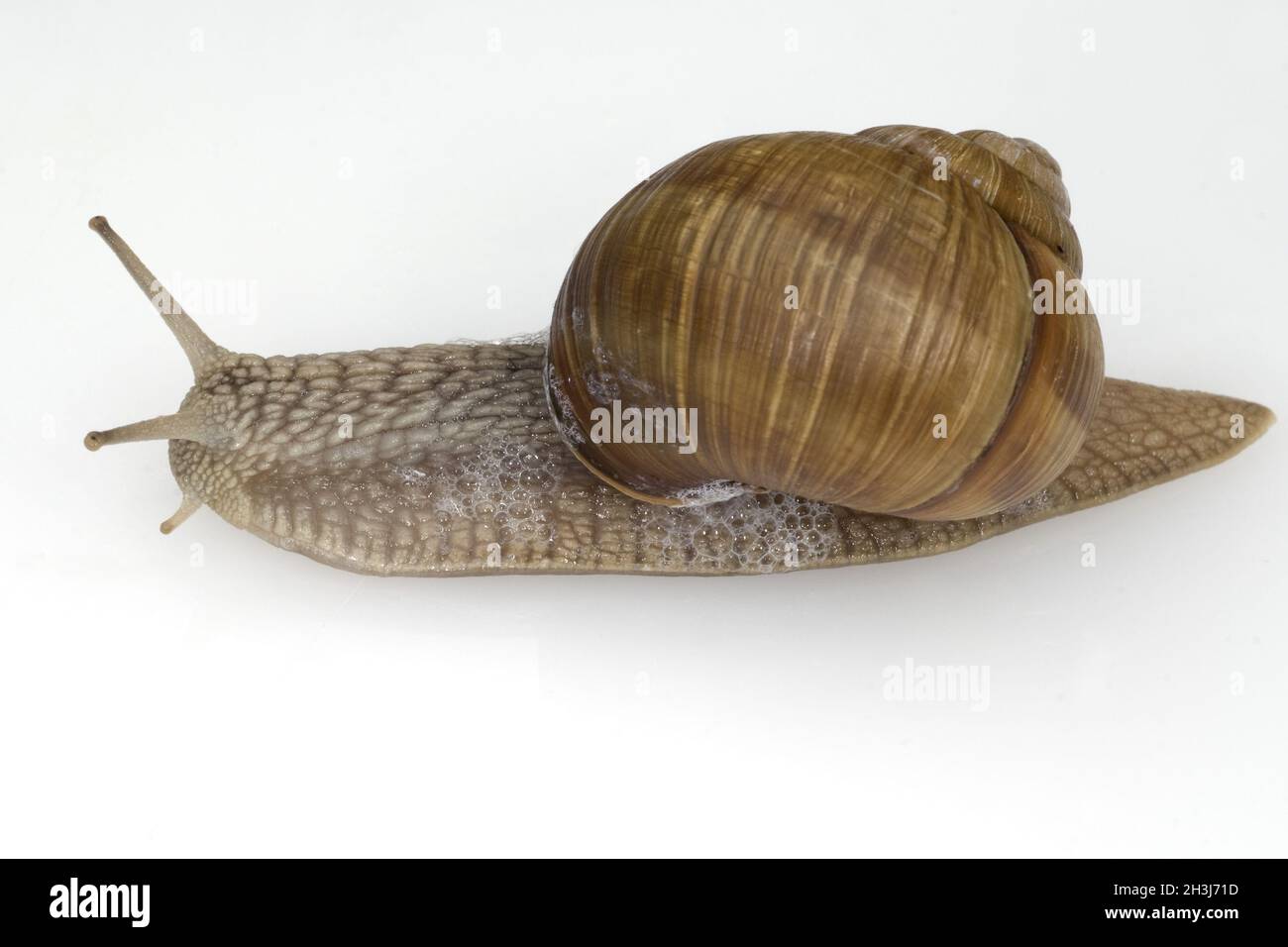 Lung escargot hi-res stock photography and images - Alamy