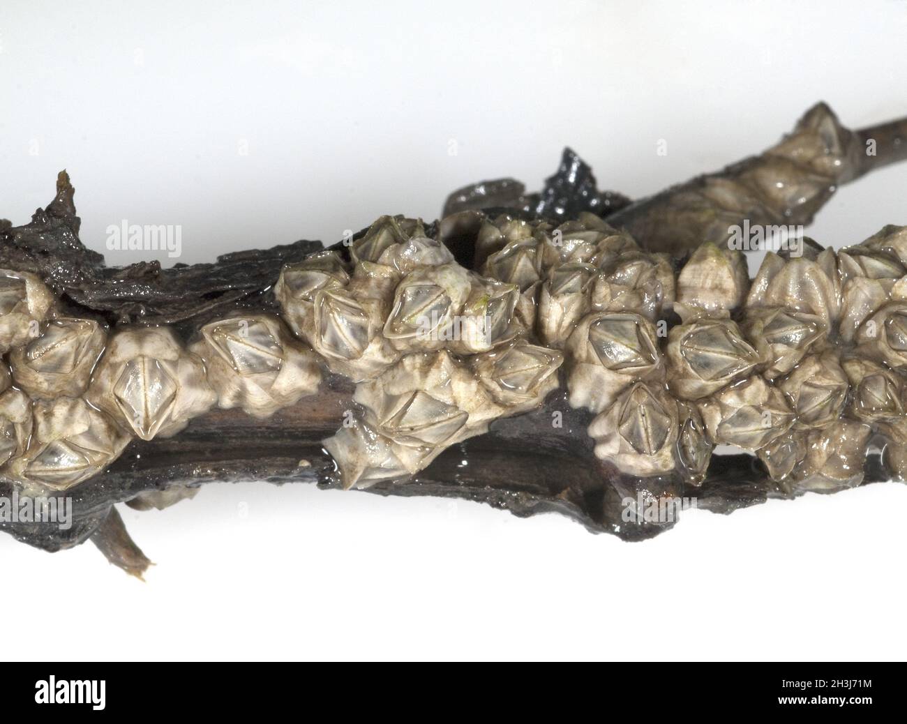 Balanidae hi-res stock photography and images - Alamy