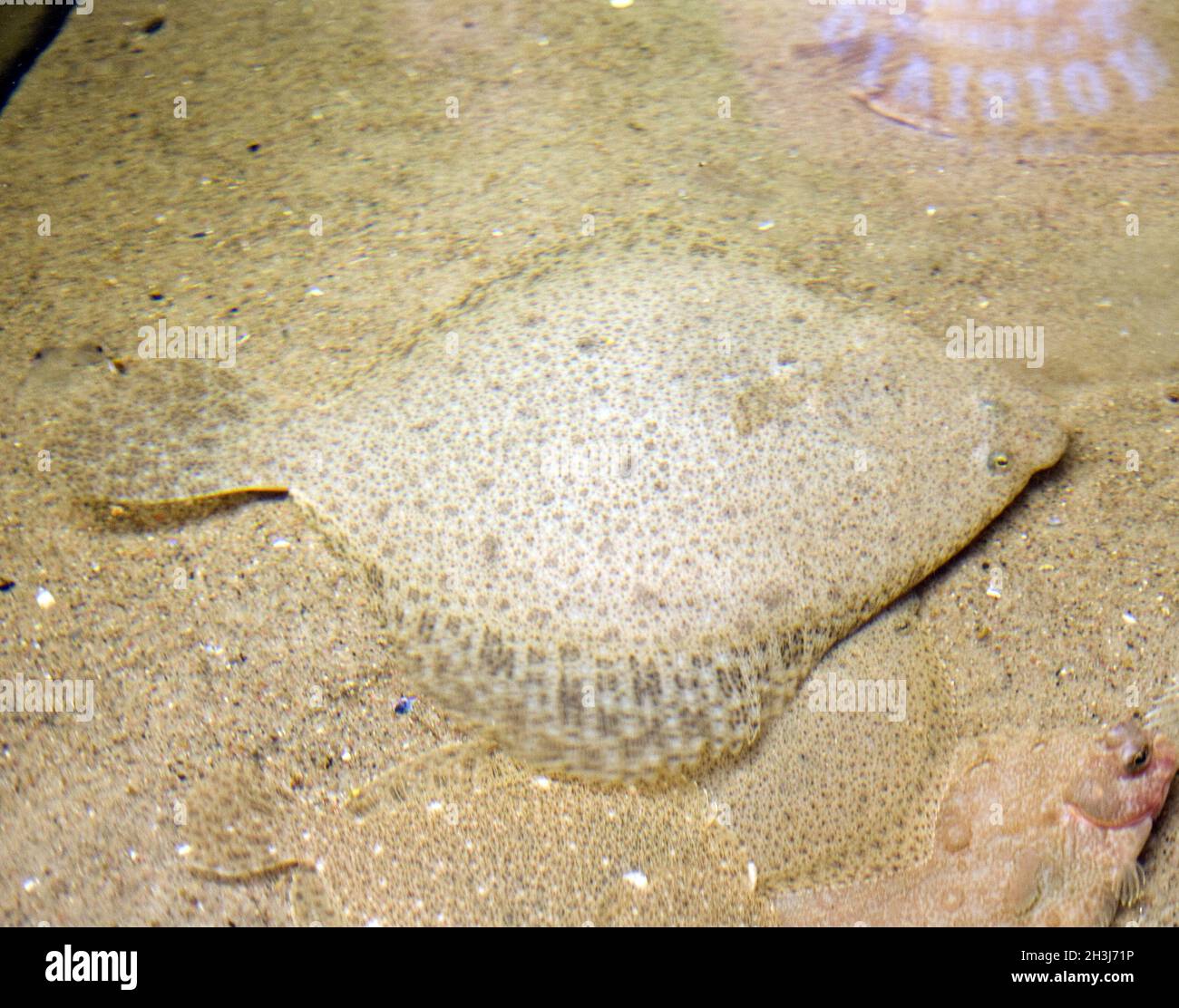 Flatfish, plaice, fish Stock Photo - Alamy