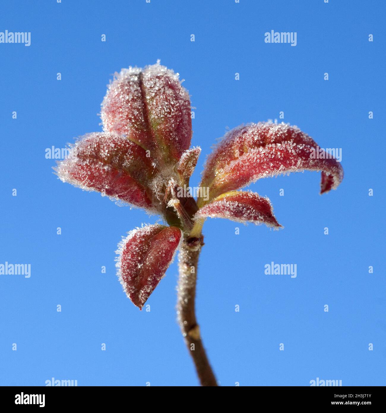 Frosting leaf hi-res stock photography and images - Alamy
