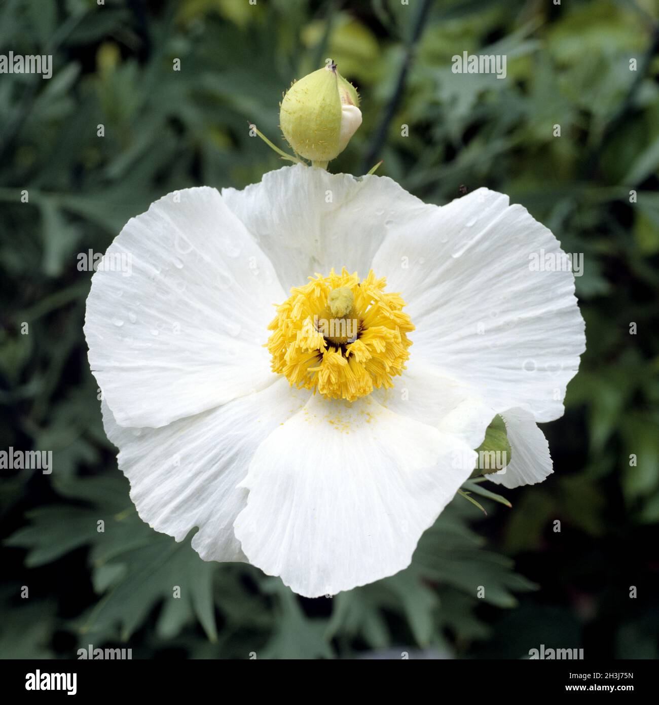 California tree poppy hi-res stock photography and images - Alamy